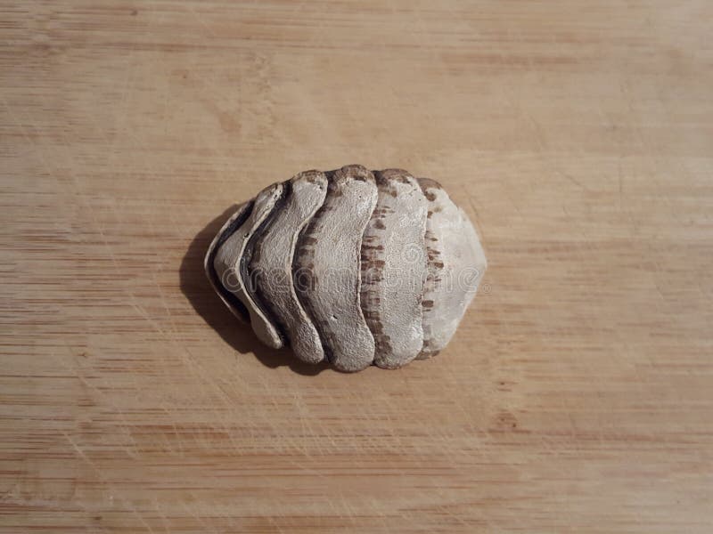 Chiton original side view stock photo. Image of chiton - 88676558