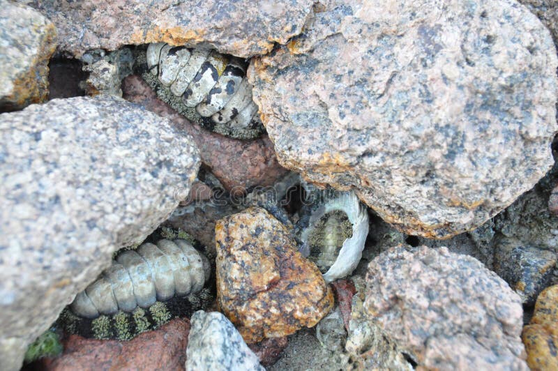 Les Chitons Sont Des Mollusques Marins De Taille Variable De La Classe ...