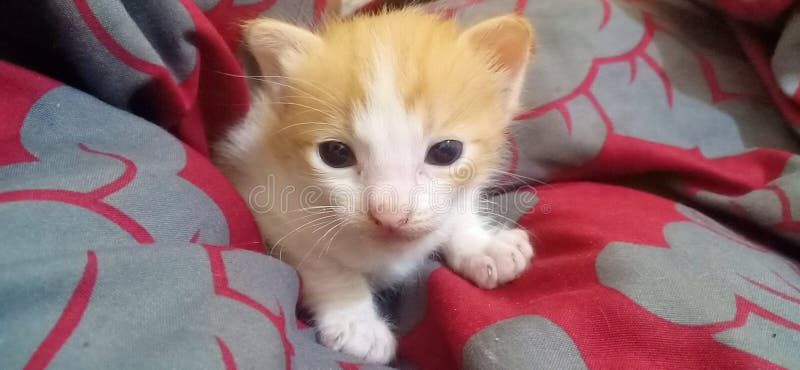 Chitoo My Cat so Cute Every Day Stock Image - Image of cute, chitoo ...