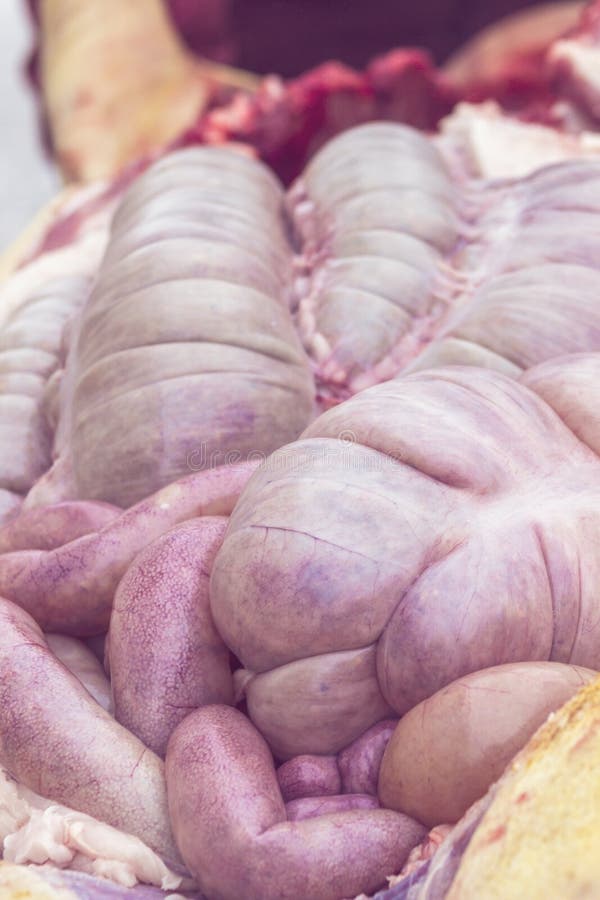 Pig Digestive System Stock Photos - Free & Royalty-Free Stock Photos ...