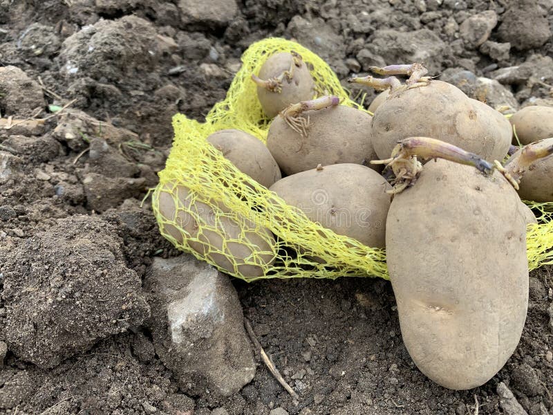 Chitting Potatoes for Planting Landscape Stock Image - Image of ...