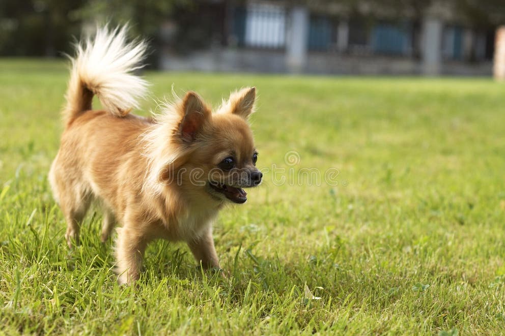Chiuaua stock image. Image of animal, grass, chiuaua, field - 1053719