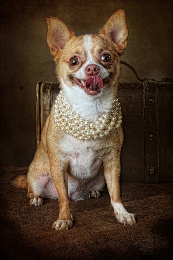 Chiuaua stock foto. Image of chihuahua, puppy, honden - 43055656