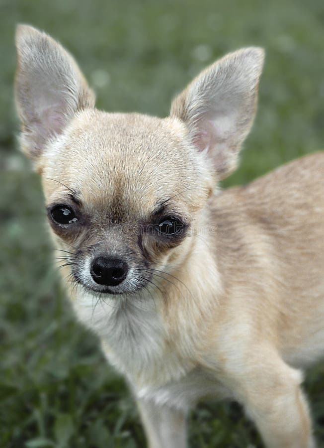 Chiuaua stock image. Image of pets, vision, good, doggy - 6416603