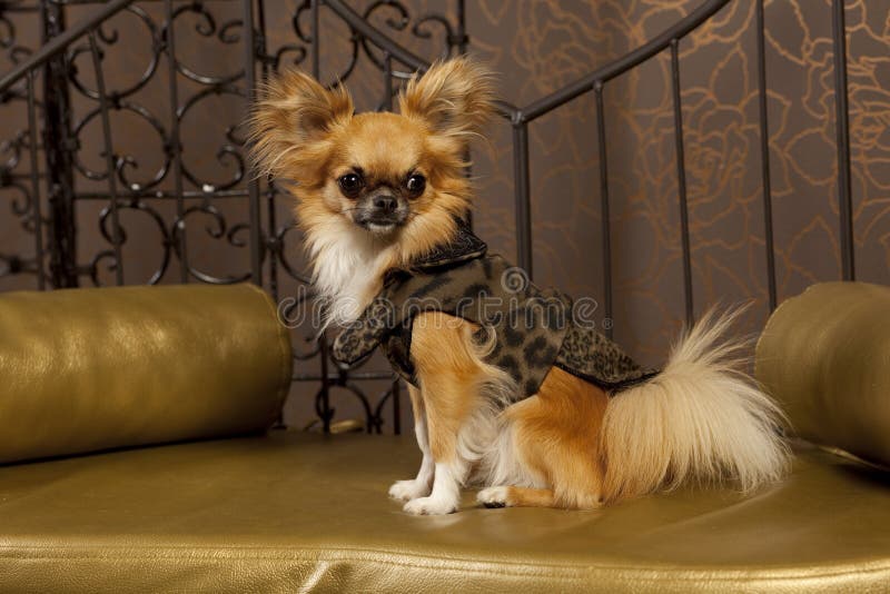 Chiuaua dog stock photo. Image of couch, friend, long - 21904378