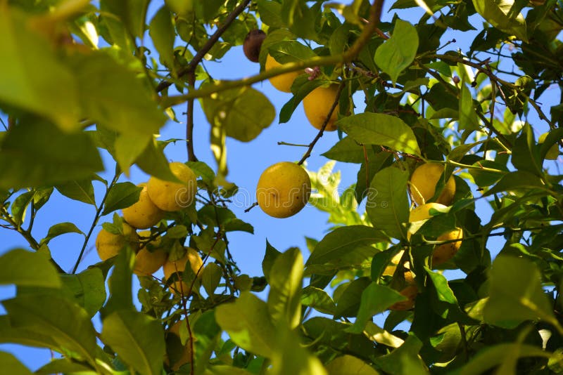 Chiuda Su Dei Limoni Che Pendono Da Un Albero a Lemon Grove Fotografia ...