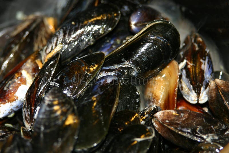 Mitili fotografia stock. Immagine di mangi, crostacei - 45600812