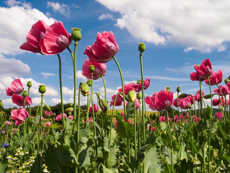 Campo Rosa Del Papavero Da Oppio in Un Paesaggio Rurale Immagine Stock ...