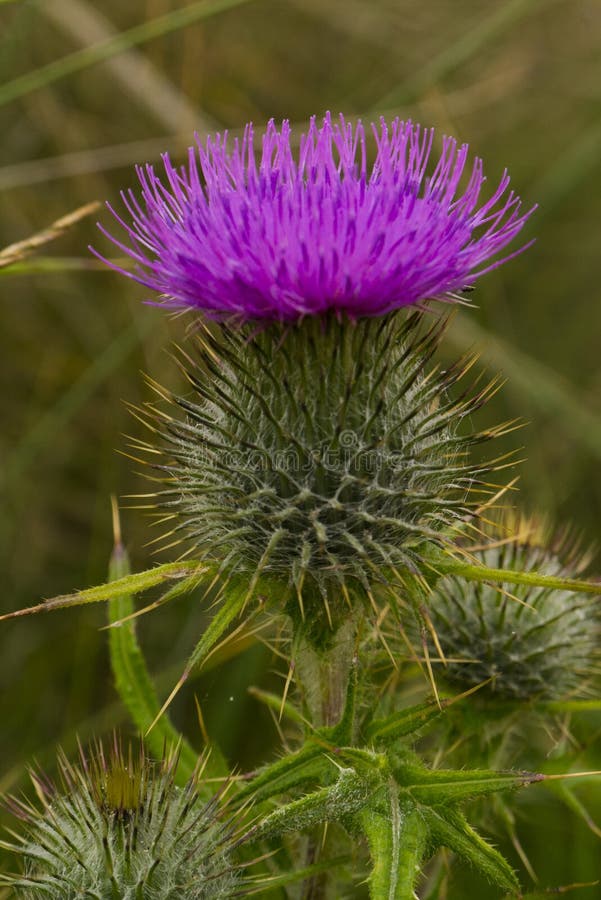 Chiuda Su Del Fiore Scozzese Del Cardo Selvatico Immagine Stock ...