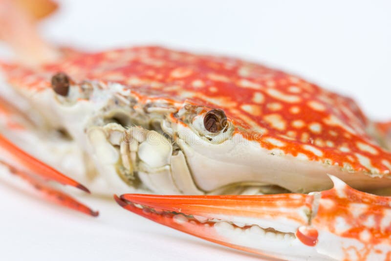 Chiuda Su Del Granchio Nuotatore. Immagine Stock - Immagine di fresco ...