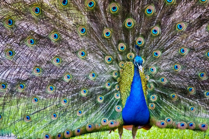 Chiuda in su del pavone immagine stock. Immagine di animale - 25109917