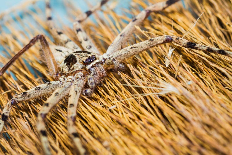 Ragno Gigante Animale Foto Stock - Download 1,230 Royalty Free Photos