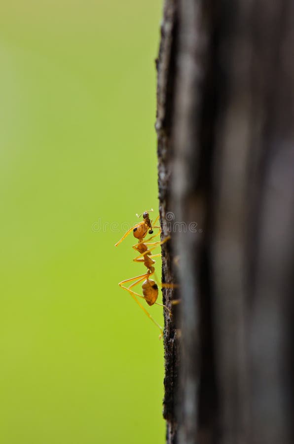 Chiuda Su Della Formica Rossa in Natura Fotografia Stock - Immagine di ...
