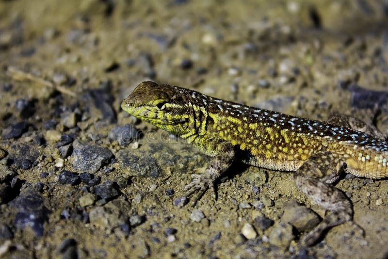 2,728 Lucertola Del Deserto Foto - Foto Stock Gratis e Royalty-Free da ...