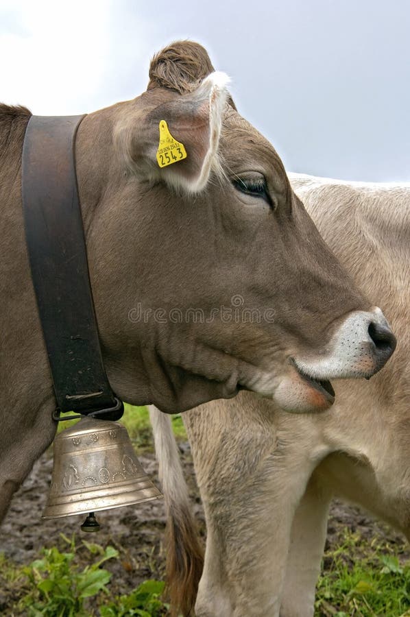 Chiuda Su Della Mucca Svizzera Con La Campana Della Mucca Fotografia ...