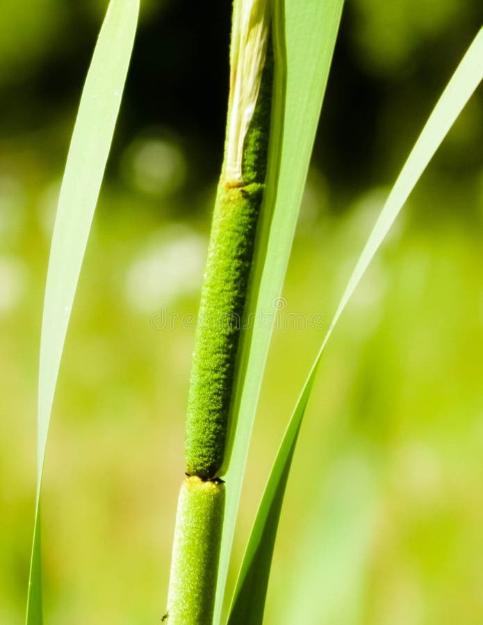 Pianta Della Tifa Habitat Della Zona Umida Erba Del Cattail Mazzo Del Papiro Immagine Stock ...