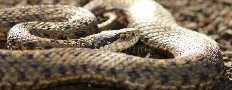 Testa Della Vipera Del Prato Con Il Posto Per Il Vostro Testo ...