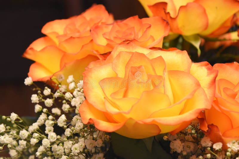 Rosa Arancione Con L'alito Del Bambino Immagine Stock - Immagine di ...