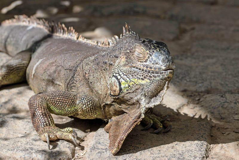Chiuda su di grande iguana fotografia stock. Immagine di animale ...