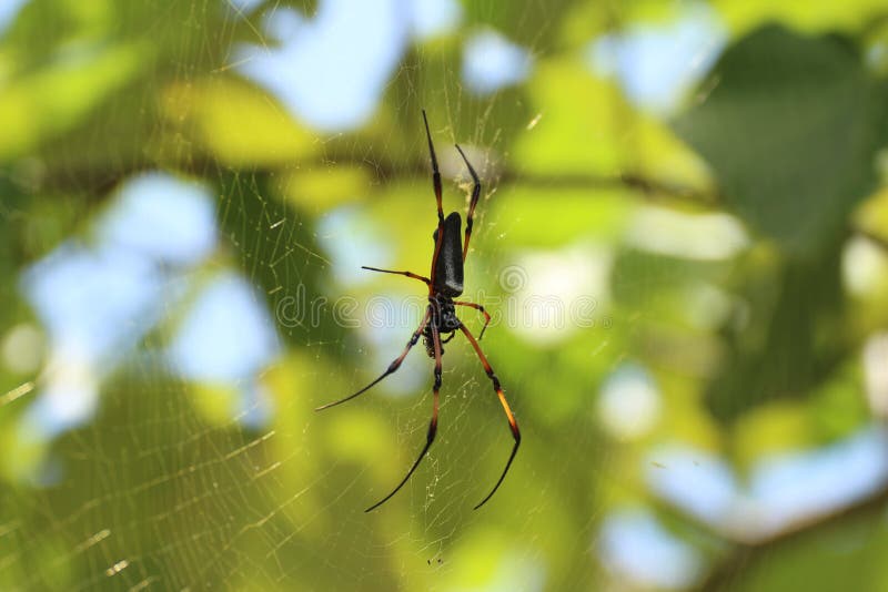 Ragno Della Palma Delle Seychelles Fotografia Stock - Immagine di ...