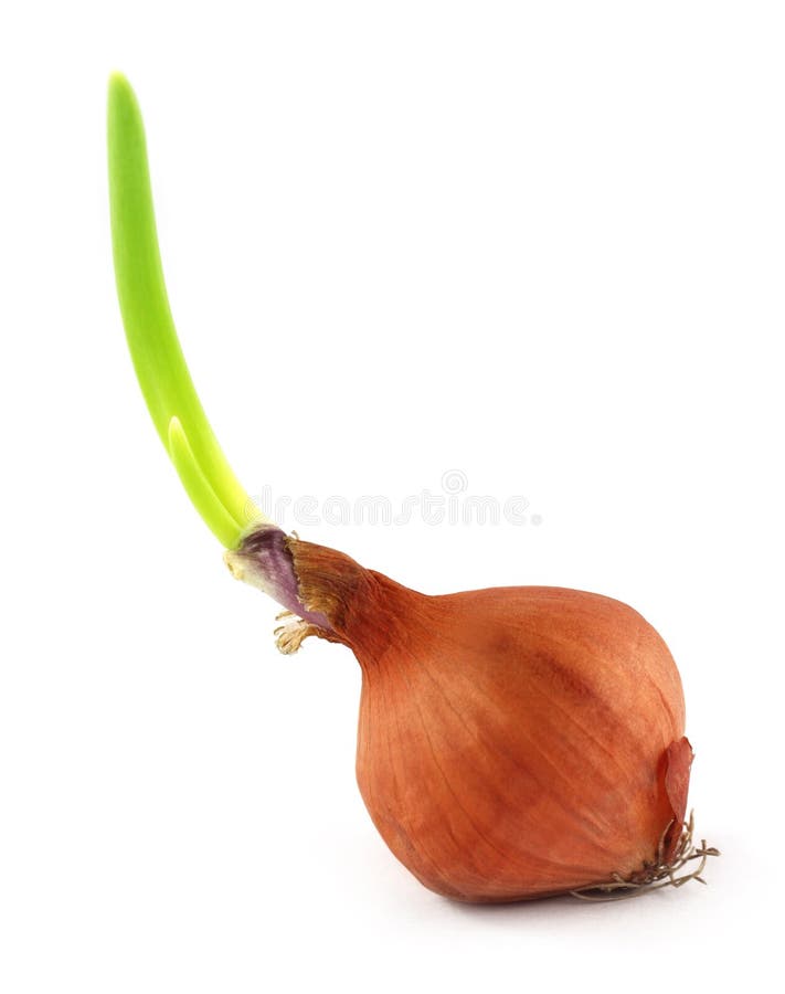 Chiuda Su Di Una Pianta Di Cipolla Immagine Stock - Immagine di ...