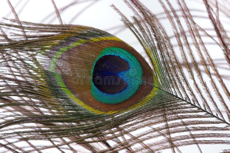 Piuma Variopinta Del Pavone Fotografia Stock - Immagine di iridescente ...