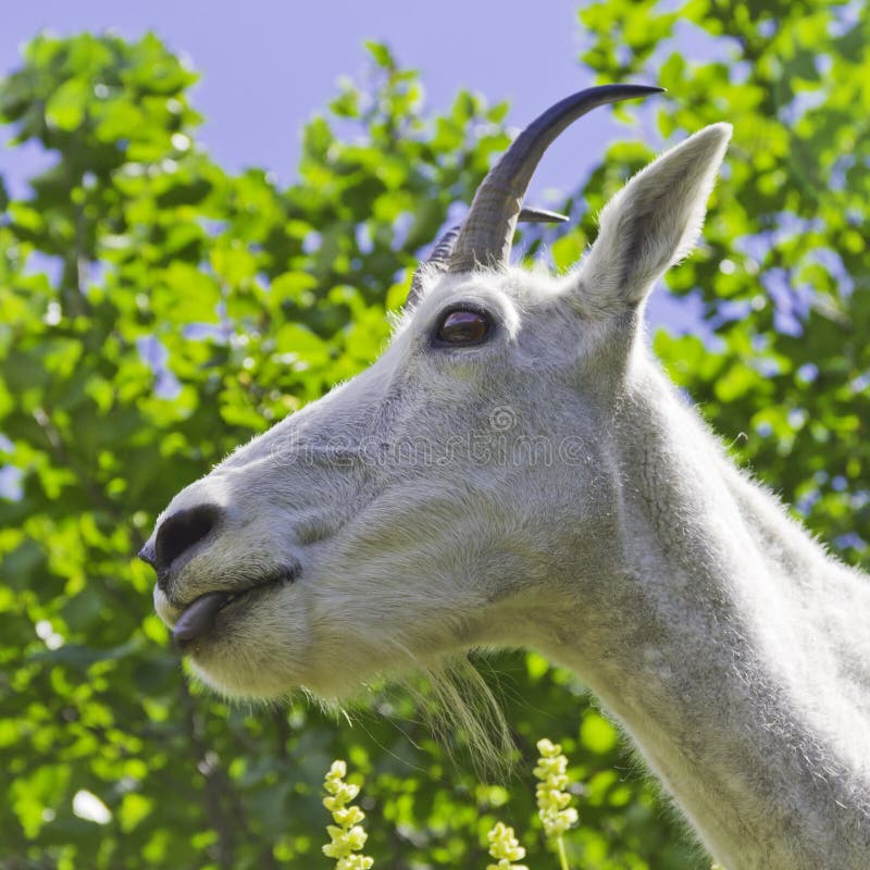 Chiuda su di uno stambecco fotografia stock. Immagine di pelliccia ...