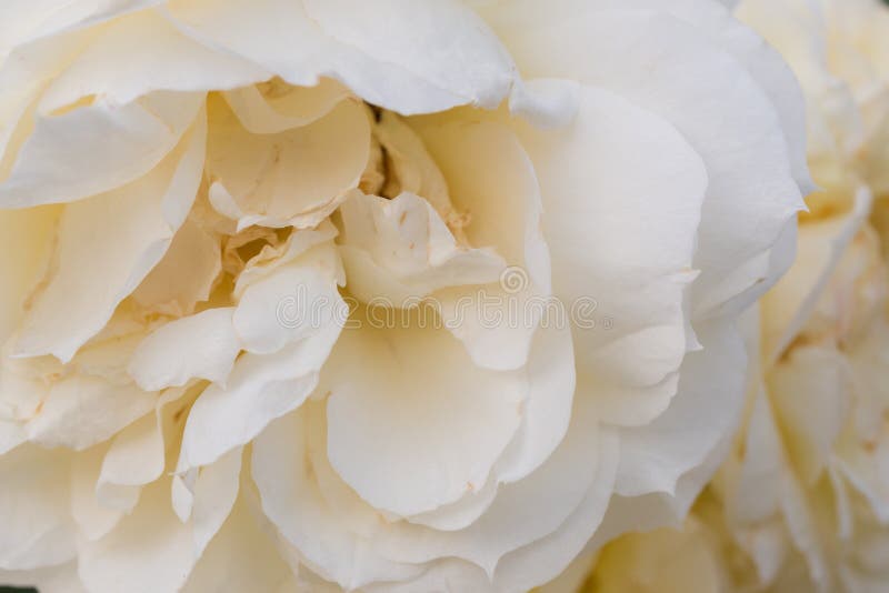 Chiuda Su Struttura Della Rosa Di Bianco Con Il Fuoco Molle Immagine ...