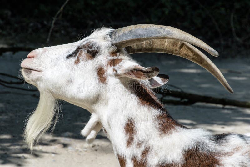 Testa & Spalle Della Capra Fotografia Stock - Immagine di capra ...