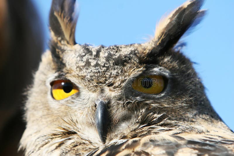 Chiuda sul gufo immagine stock. Immagine di piume, gufi - 2180235