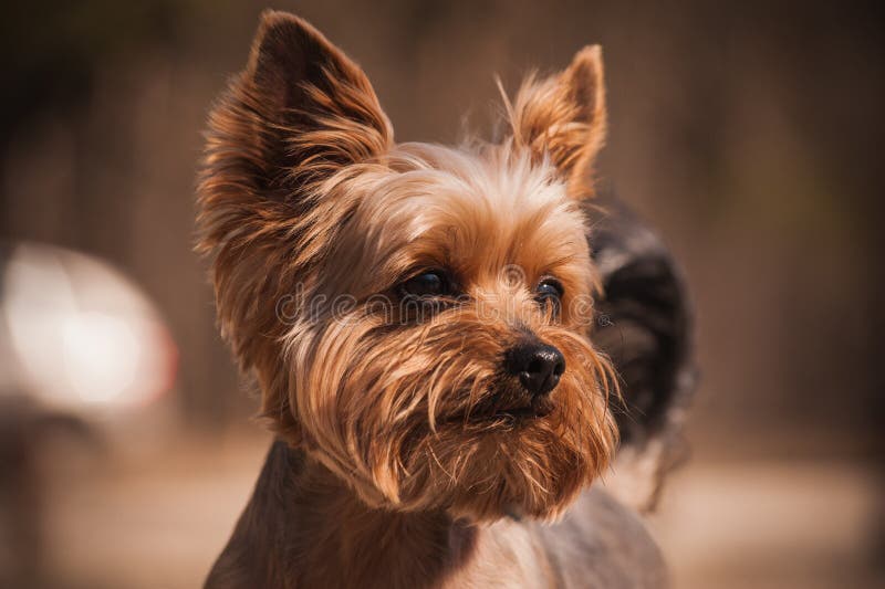 Chiuda Sul Ritratto Del Cane Dell'Yorkshire Terrier Fotografia Stock ...