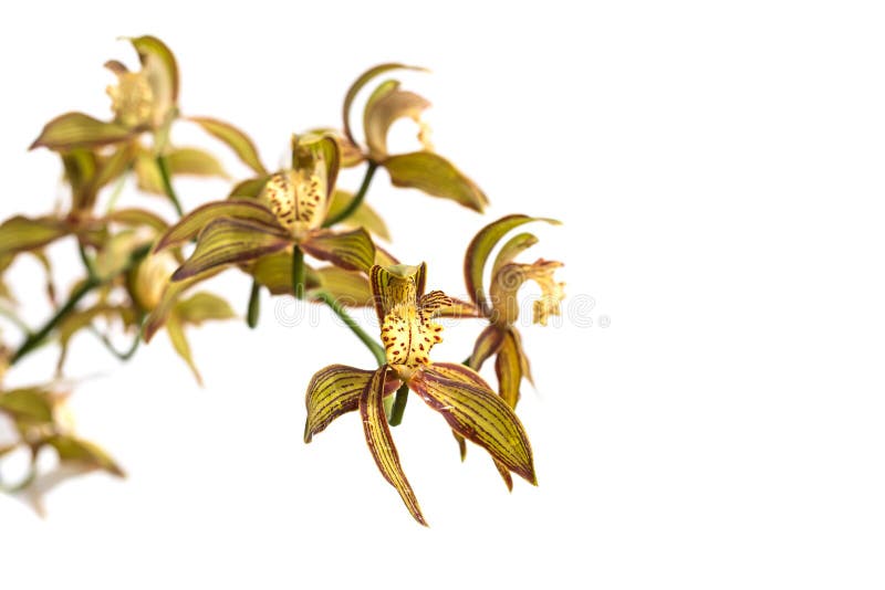 Chiuda Sull'orchidea Verde Isolata Su Bianco Immagine Stock - Immagine ...