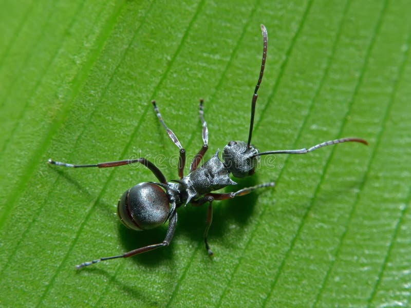 Chiuda sulla formica fotografia stock. Immagine di grafico - 44171334