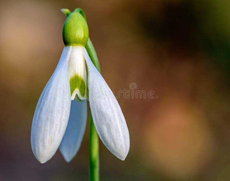 Chiuda Sulla Foto Di Un Bucaneve Immagine Stock - Immagine di molla ...