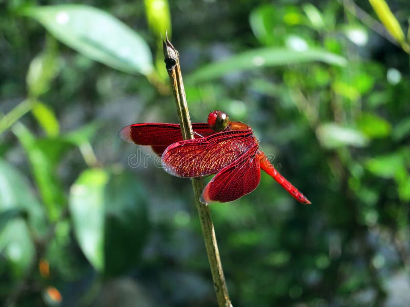 Chiuda Sulla Libellula Rossa Immagine Stock - Immagine di verde ...