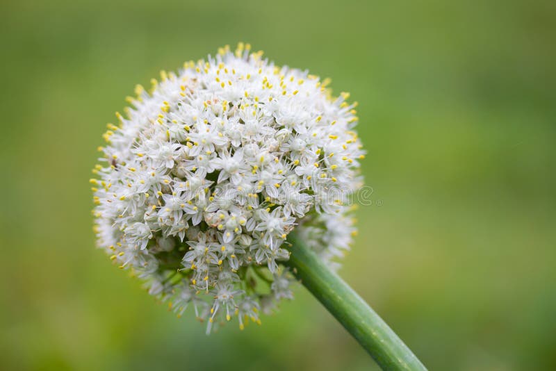 Fiore della cipolla fotografia stock. Immagine di pianta - 70396772