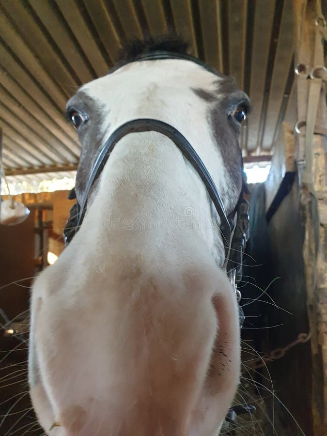 Muso del cavallo immagine stock. Immagine di cavallo - 86031821