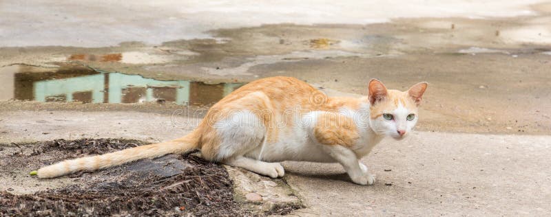 Chivatos del gato foto de archivo. Imagen de chivato - 32373464