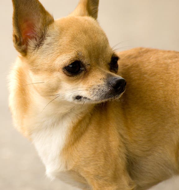 Chivava imagen de archivo. Imagen de amarillento, ruido - 25734921