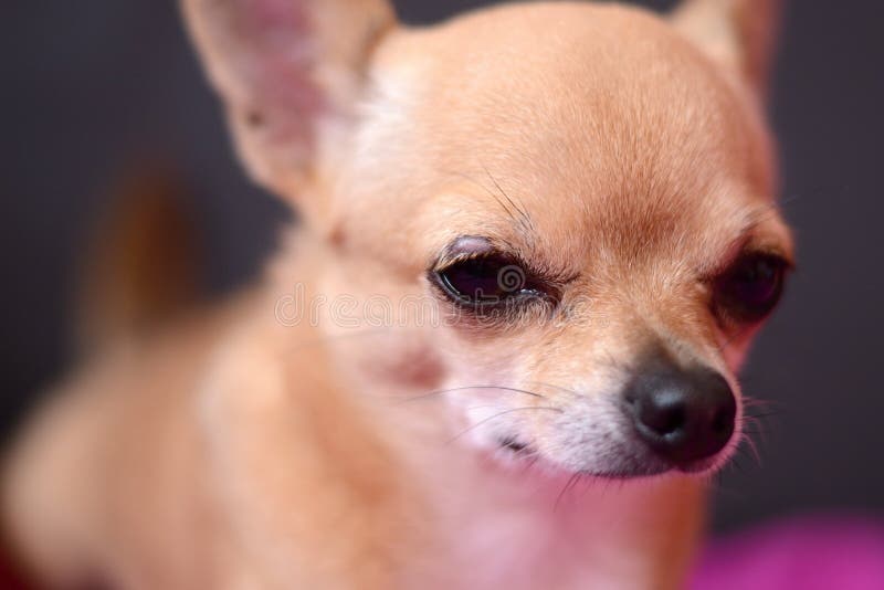 Chivava stock foto. Image of aardig, beige, chihuahua - 32051274