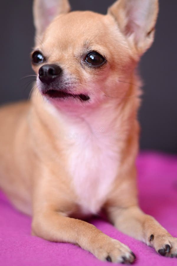 Chivava - Amy stock photo. Image of noise, outdoor, mini - 32051226