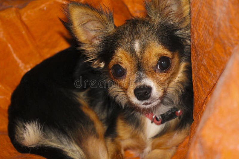 Chivava stock image. Image of happy, breed, beautiful - 99027419