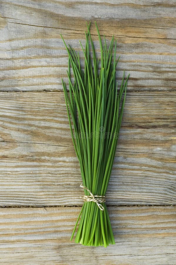 Chive stock photo. Image of organism, canister, nature - 98937072