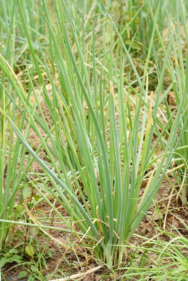 Chive stock image. Image of chive, green, ground, farming - 16044815
