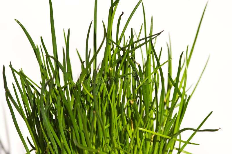Chive stock image. Image of crop, chives, growth, ingredient - 5205129