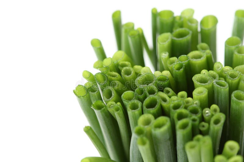 Chive stock photo. Image of organism, canister, nature - 98937072