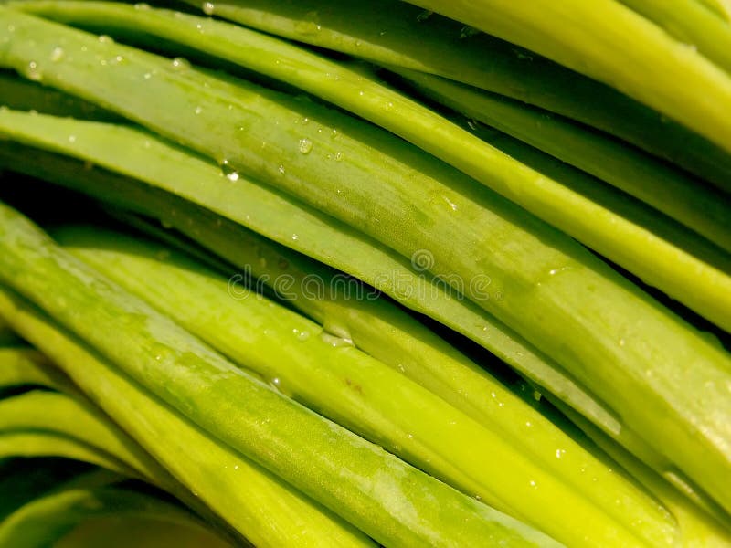 Chive stock image. Image of onions, stem, spices, grow - 661903