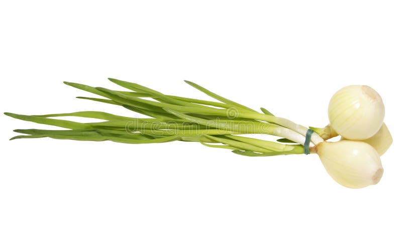 Chive stock photo. Image of organism, canister, nature - 98937072