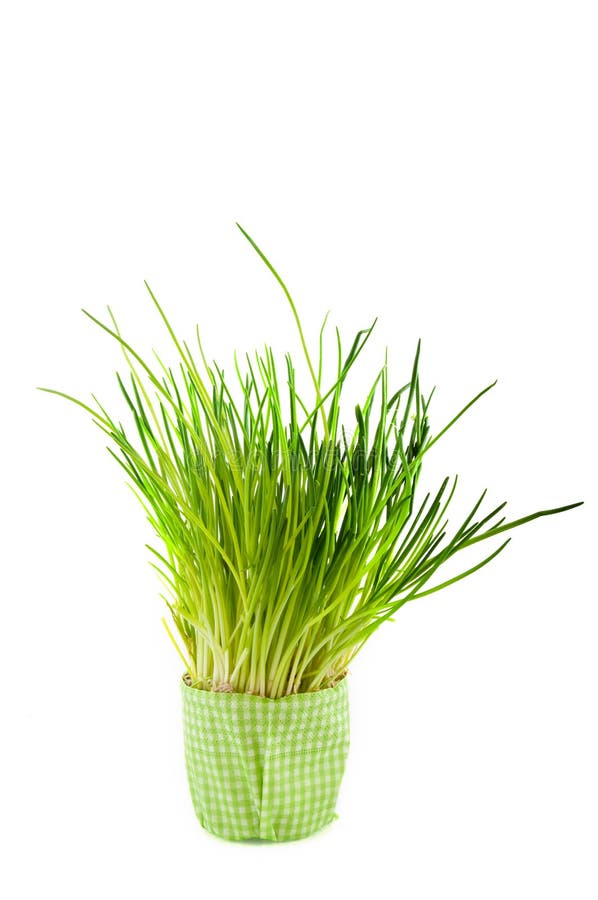 Chive stock photo. Image of organism, canister, nature - 98937072