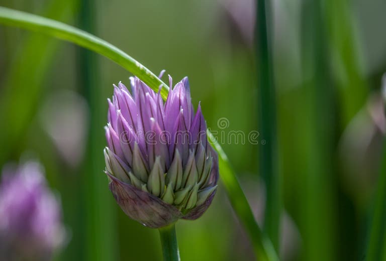 Chive Blossoms with Green Background and Shadows Stock Photo - Image of ...